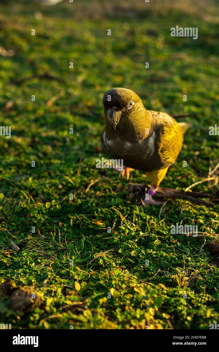 Burrowing parrot walking around Stock Photo - Alamy