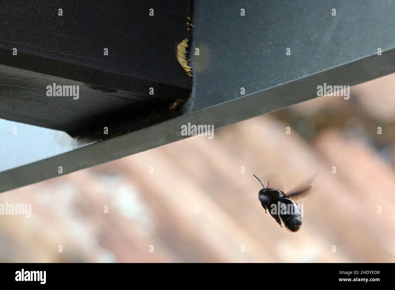 Carpenter bee wood hi-res stock photography and images - Alamy
