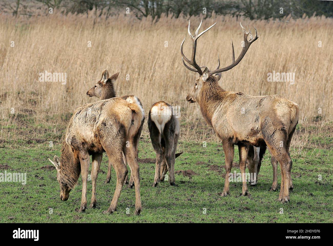 deer, deers, roe deer, stag Stock Photo - Alamy