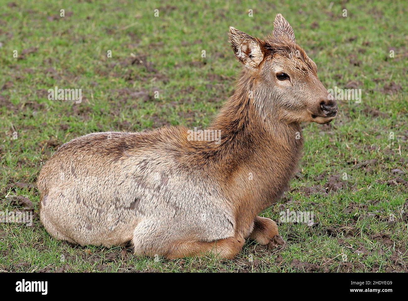 Full doe hi-res stock photography and images - Alamy