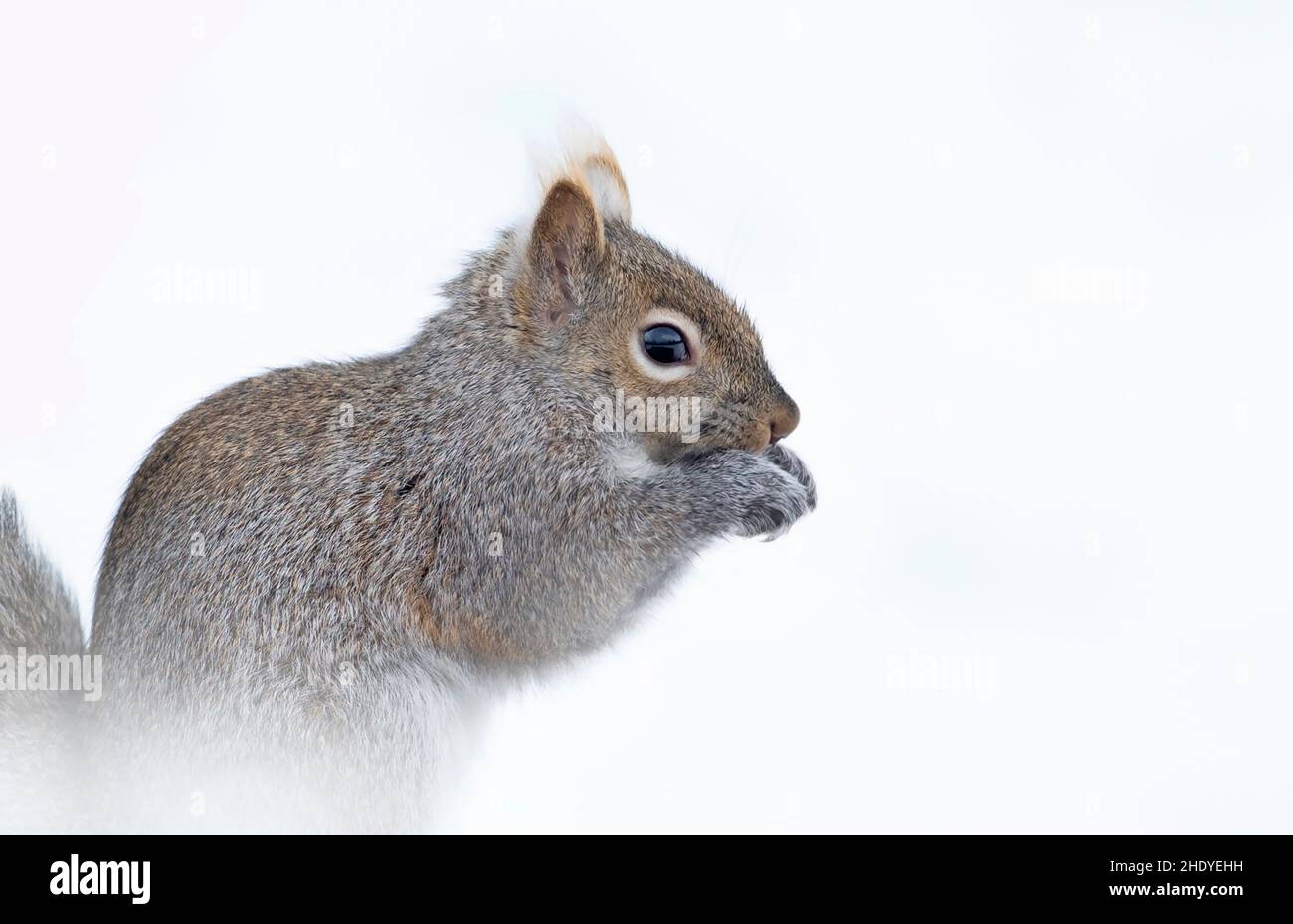 Beautiful fat Grey squirrel eating some seeds in the snow near the ...