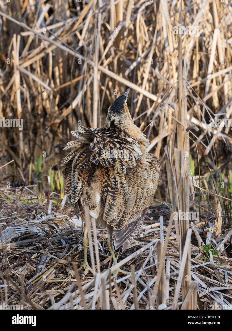 Cryptic coloration hi-res stock photography and images - Alamy