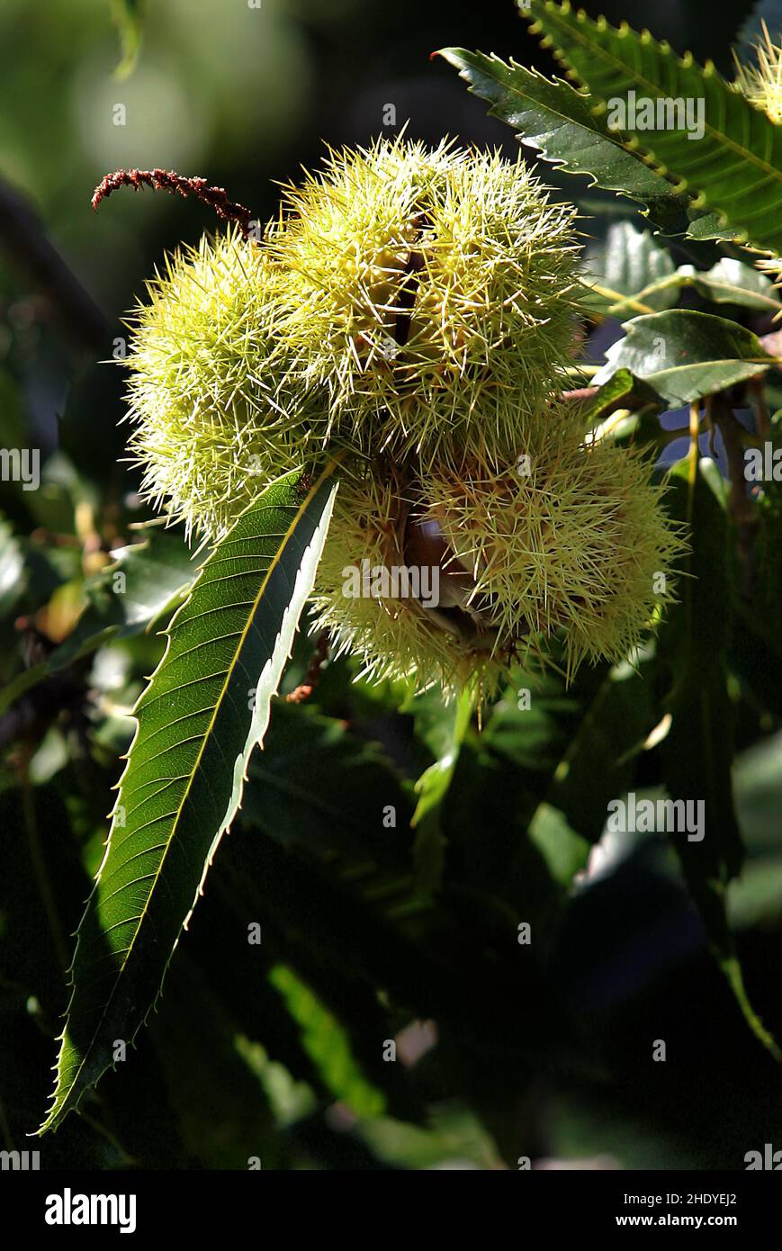 Chestnut branchs hi-res stock photography and images - Alamy