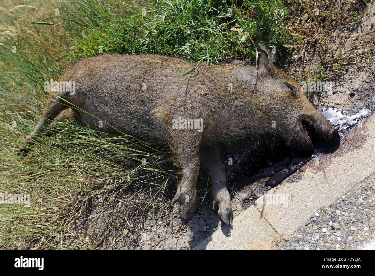 Dead Wild Boars High Resolution Stock Photography and Images - Alamy