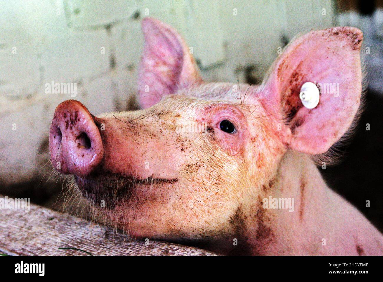 pork, barn, piglet, pigpen, porks, barns, piglets, pigpens Stock Photo ...