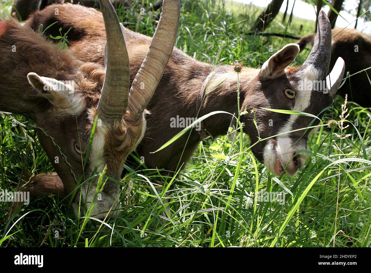 Two goats heads hi-res stock photography and images - Alamy