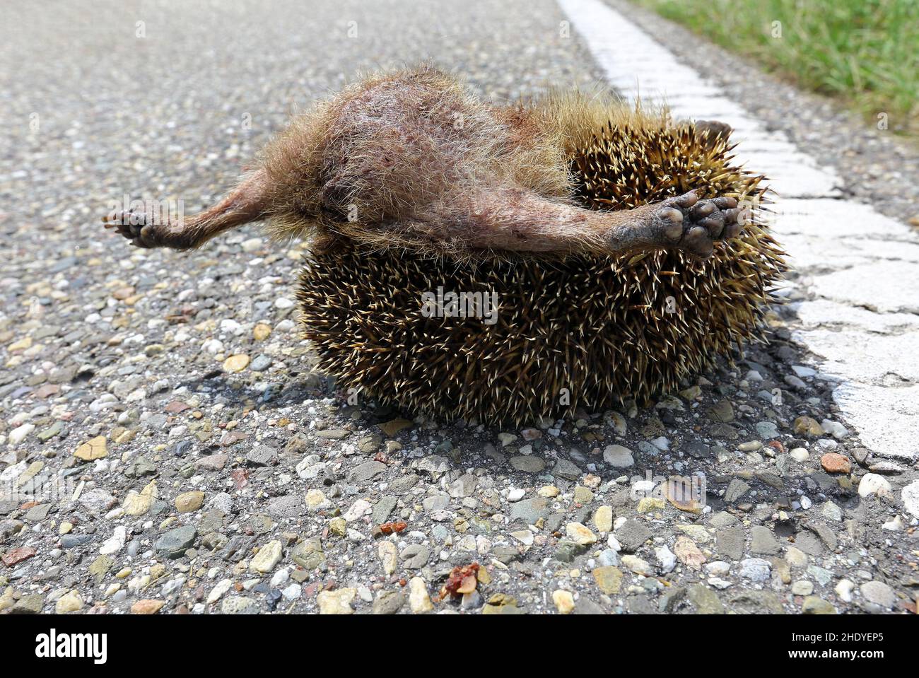 Hedgehogs roads hi-res stock photography and images - Alamy
