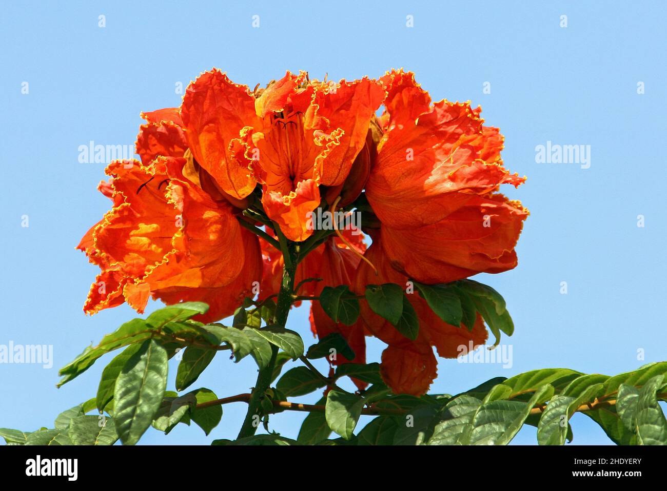 african tulip tree Stock Photo - Alamy