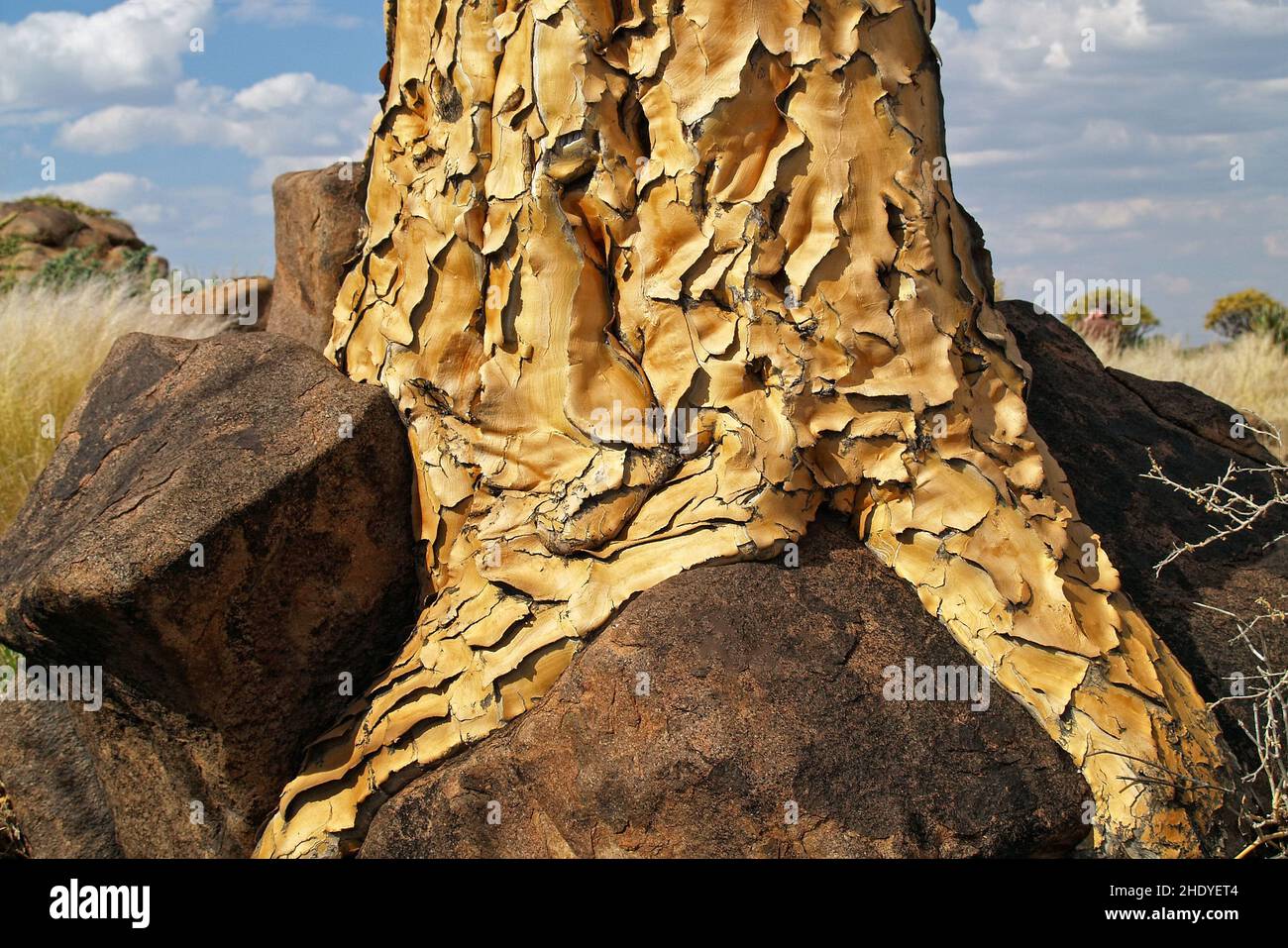 tree bark, quiver tree, barks, aloe dichotoma, kokerboom, quiver trees ...