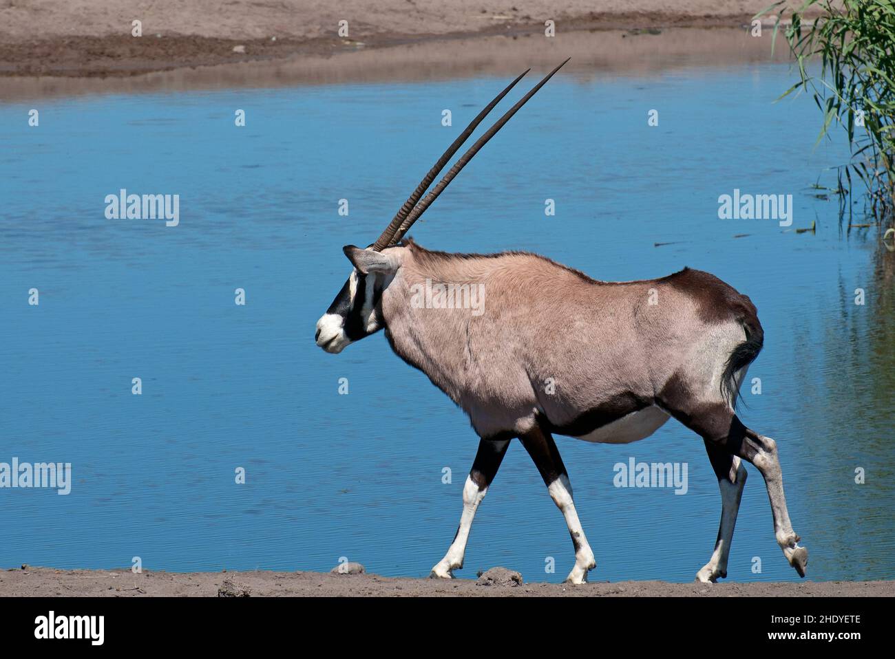 Oryx oryxs hi-res stock photography and images - Alamy