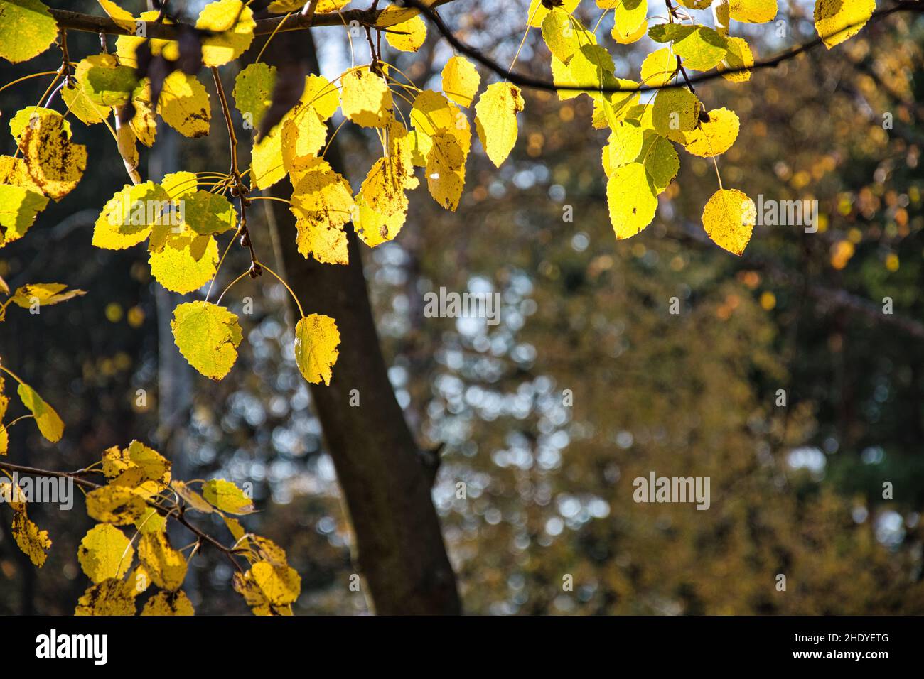 Yellow poplar hi-res stock photography and images - Alamy