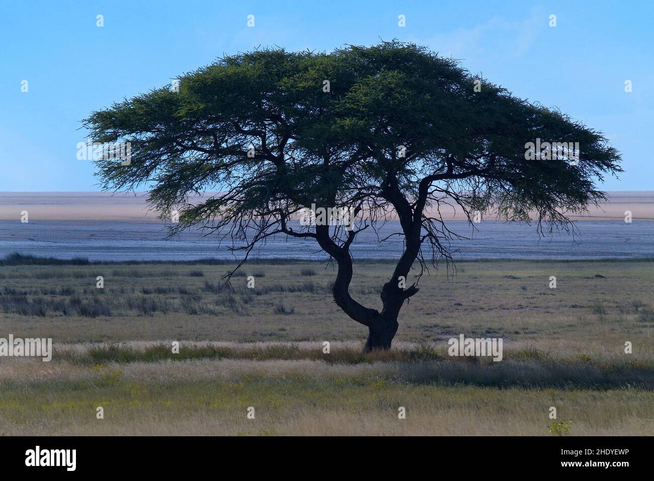 tree, savannah, trees, savannahs Stock Photo - Alamy