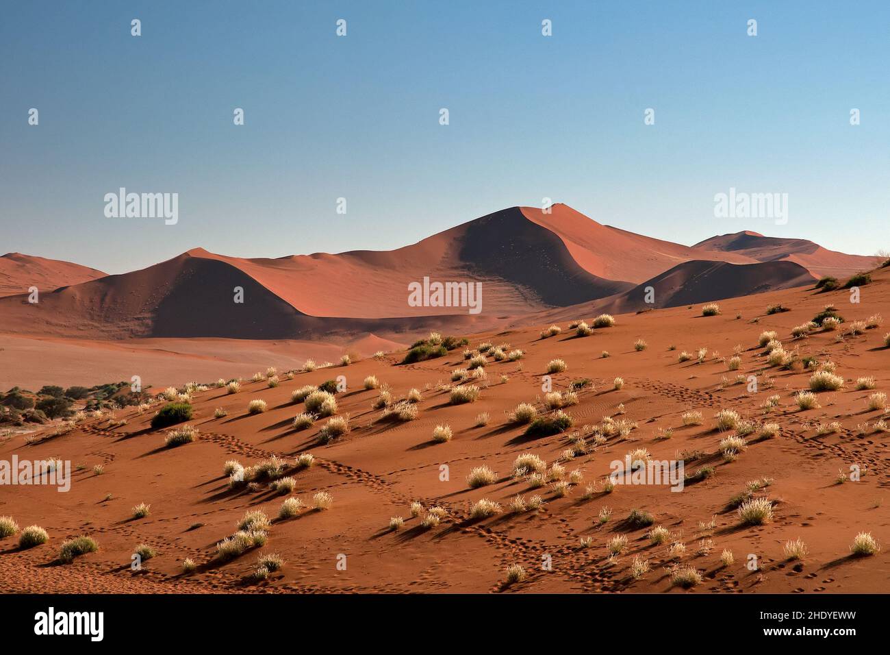 sandy desert, namib desert, sandy deserts, namib deserts Stock Photo ...