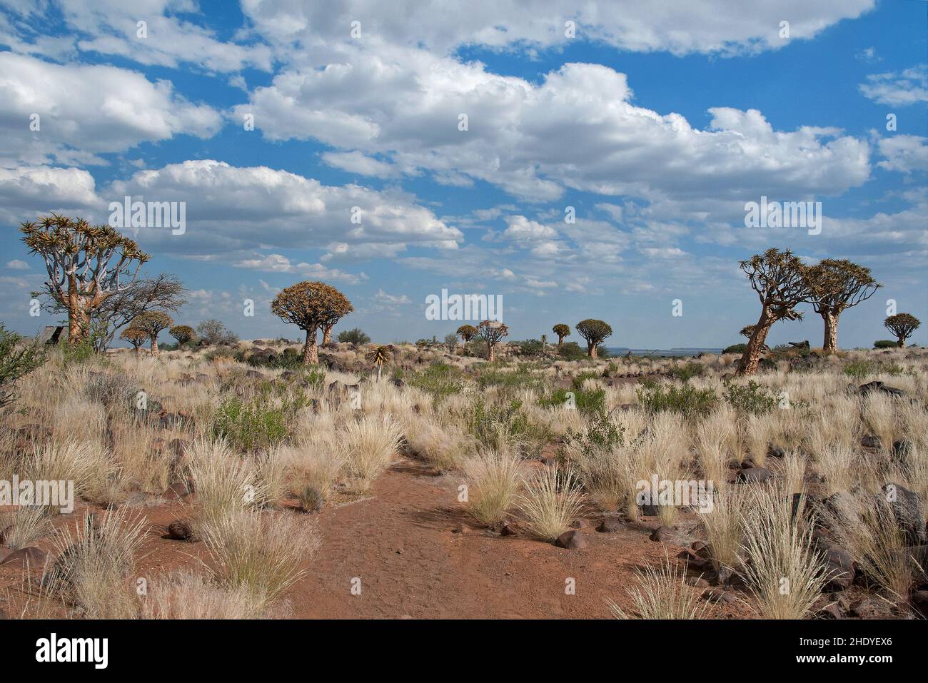 namibia, quiver tree, namibias, aloe dichotoma, kokerboom, quiver trees ...