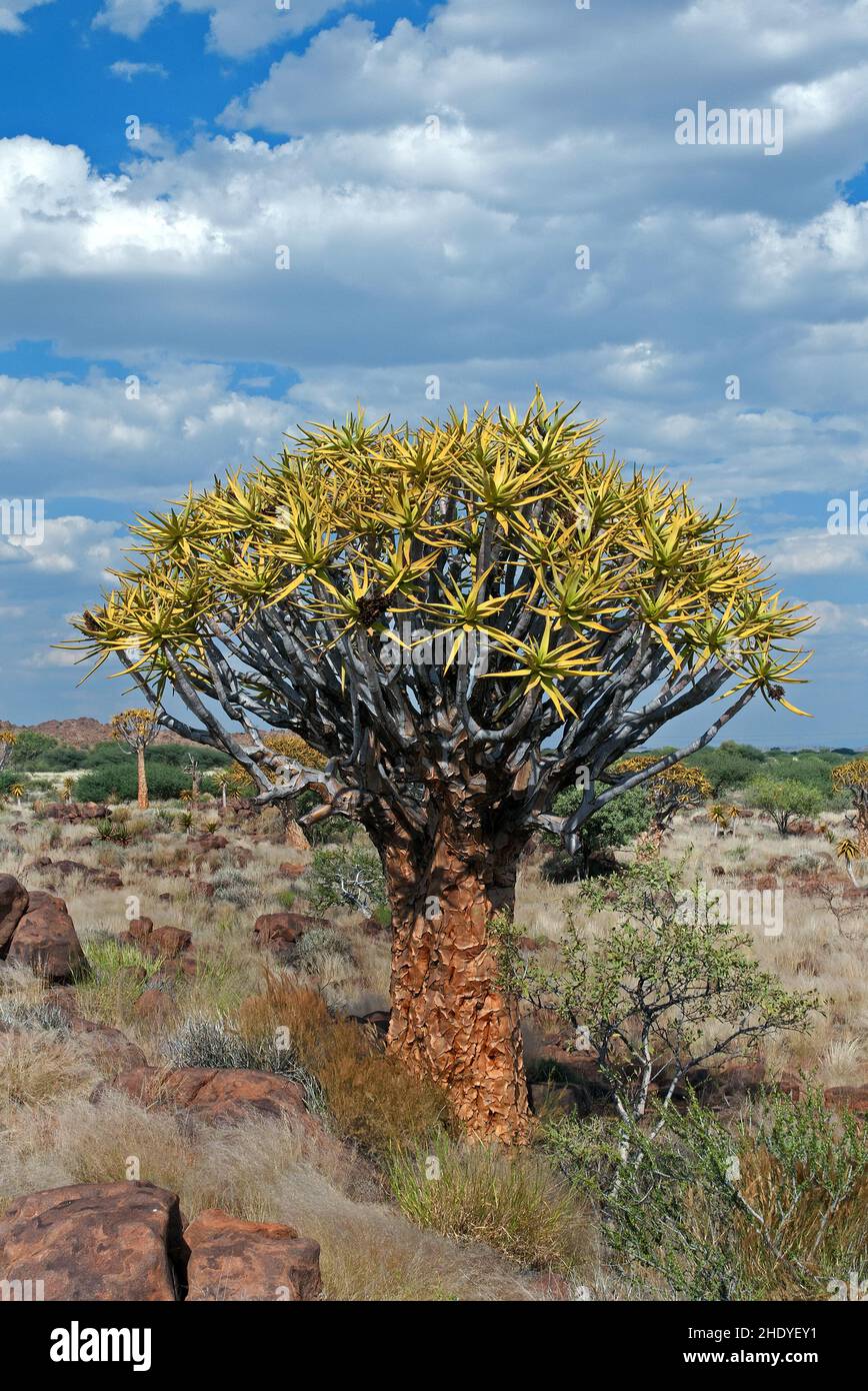 quiver tree, aloe dichotoma, kokerboom, quiver trees Stock Photo - Alamy