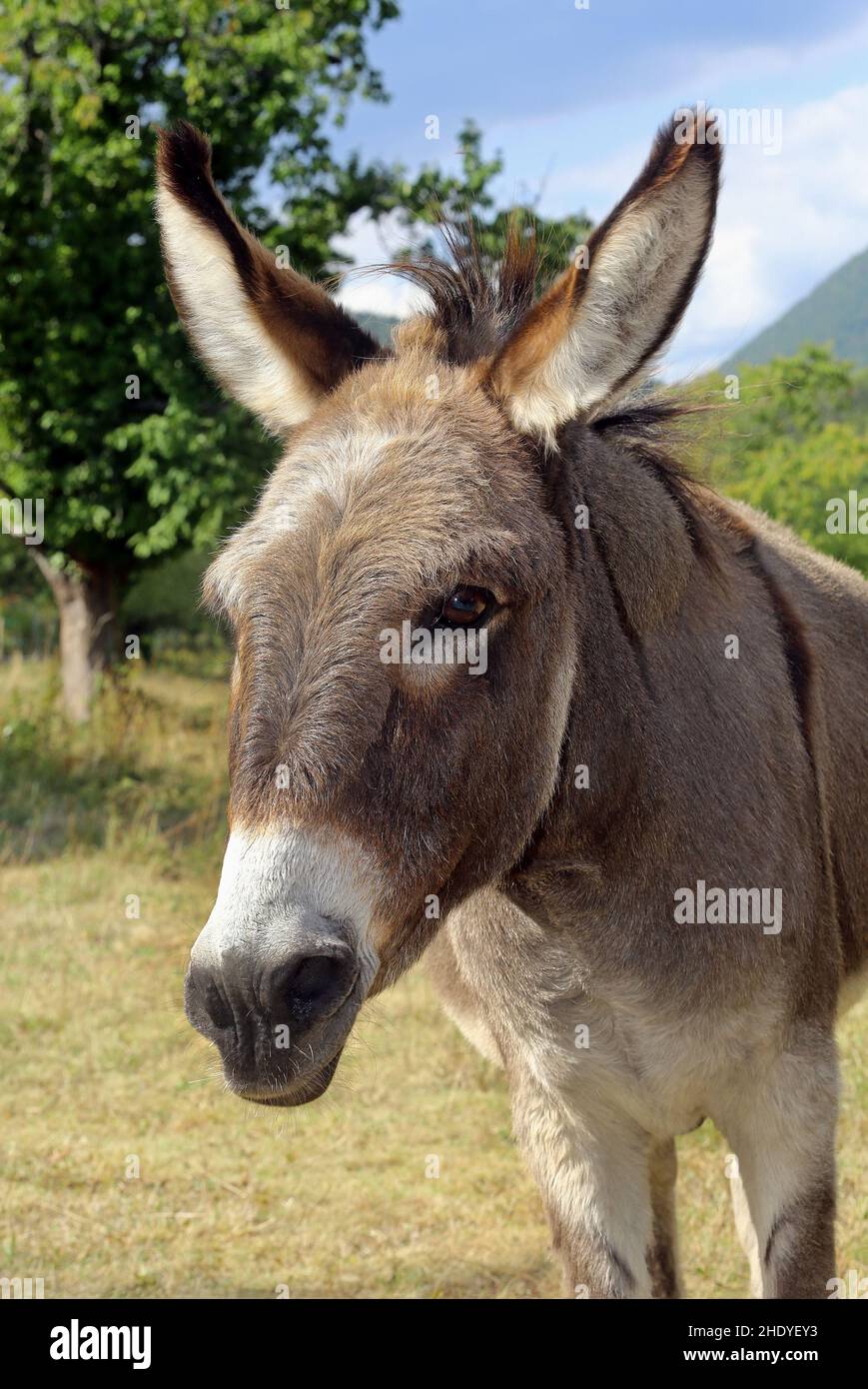 Clever donkey hi-res stock photography and images - Alamy