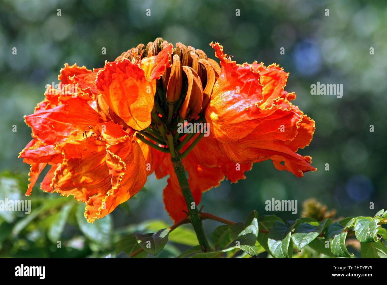 Trumpet tree plant hi-res stock photography and images - Alamy