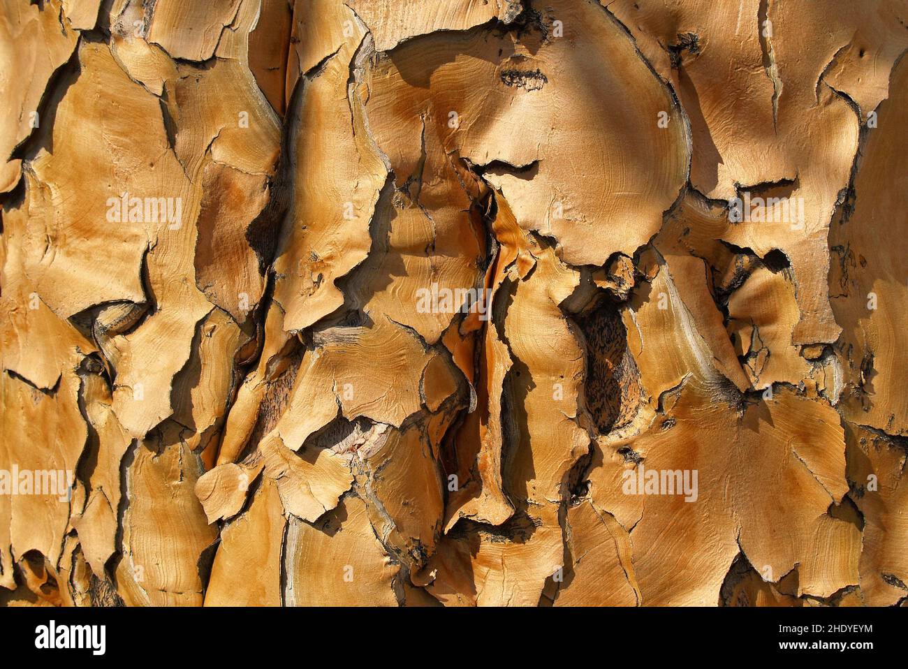 tree bark, quiver tree, barks, aloe dichotoma, kokerboom, quiver trees ...