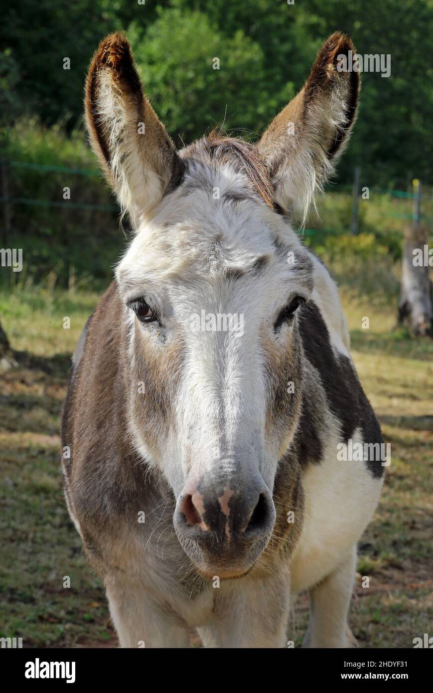 Donkey animal not toy not illustration hi-res stock photography and ...