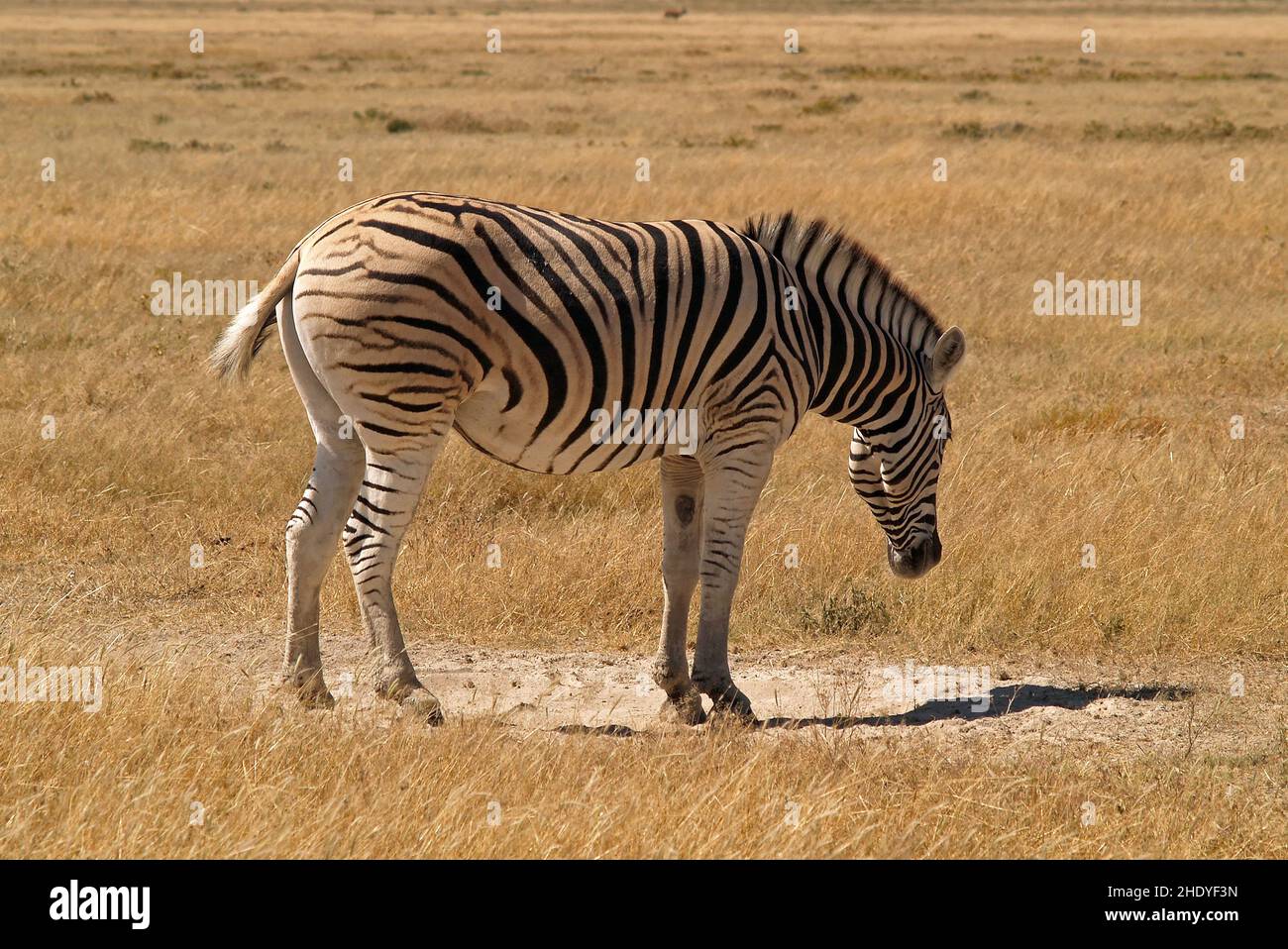 plains zebra, plains zebras Stock Photo - Alamy