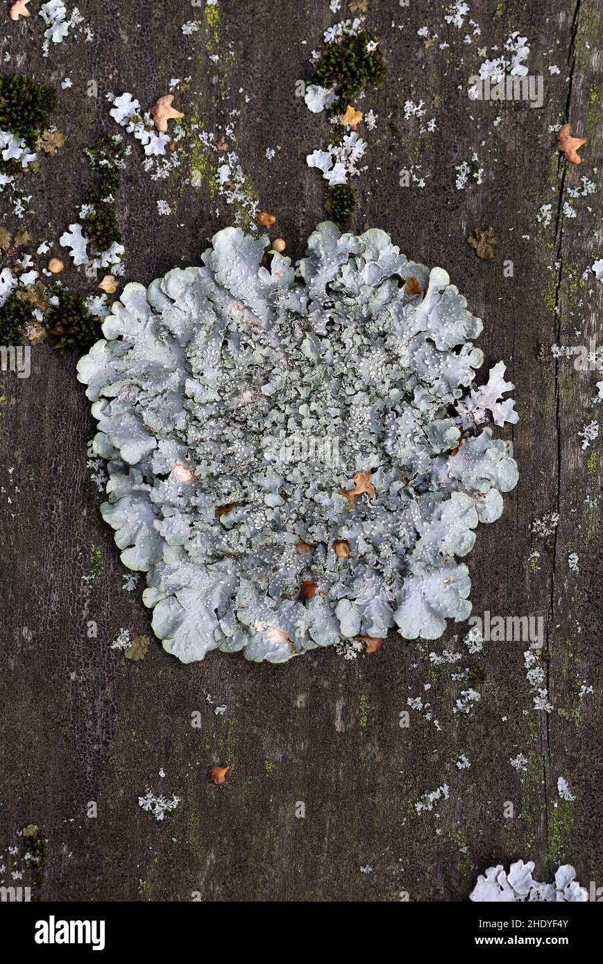 Lichen colors hi-res stock photography and images - Alamy