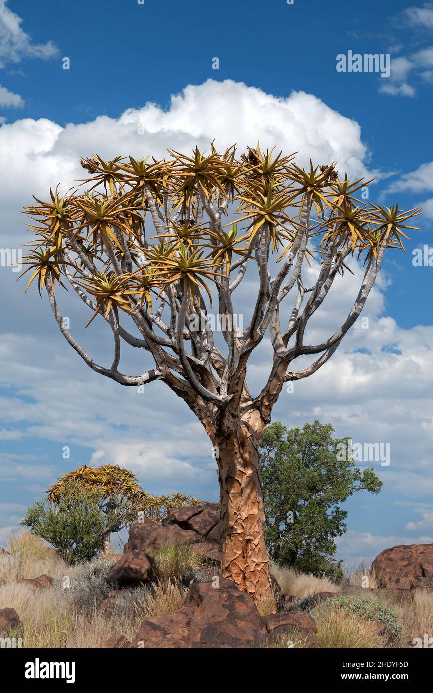 quiver tree, aloe dichotoma, kokerboom, quiver trees Stock Photo - Alamy