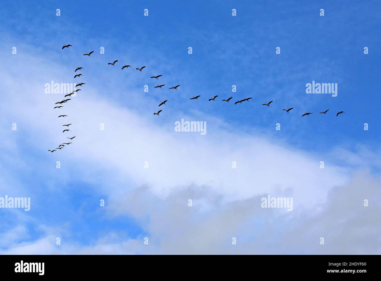 formation flight, canada goose, formation flights, canada gooses Stock ...