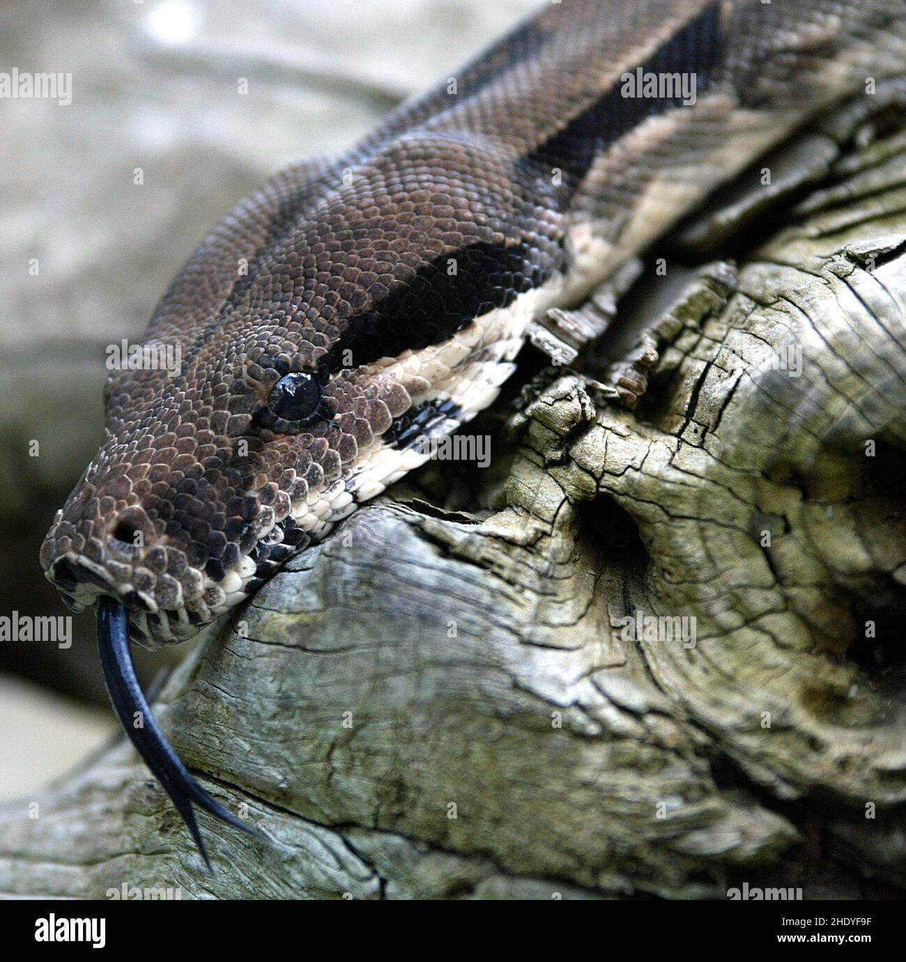 Boa constrictors hi-res stock photography and images - Alamy