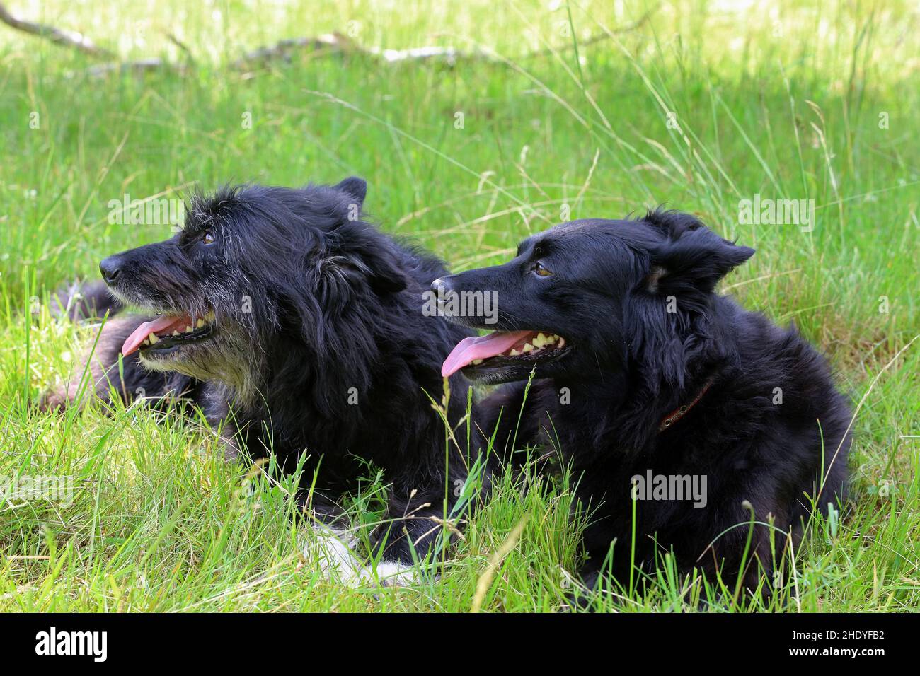 2 sheepdogs hi-res stock photography and images - Alamy