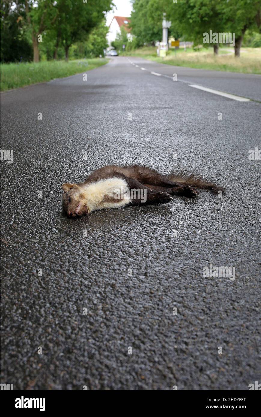 street, marten, run over, road, roads, streets, martens, run overs ...
