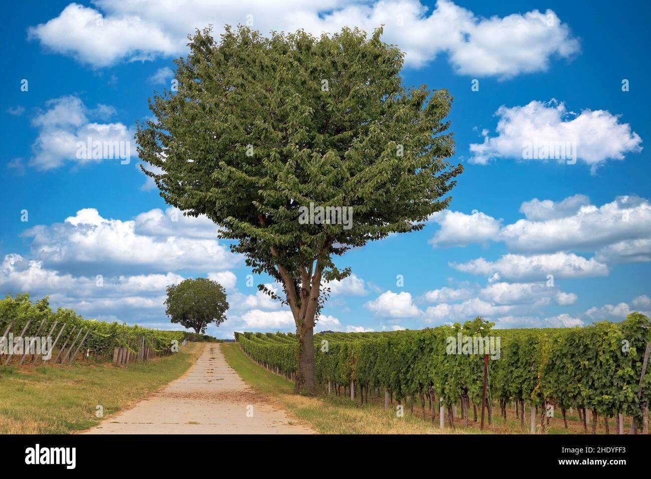 Cherry trees and farmers hi-res stock photography and images - Alamy