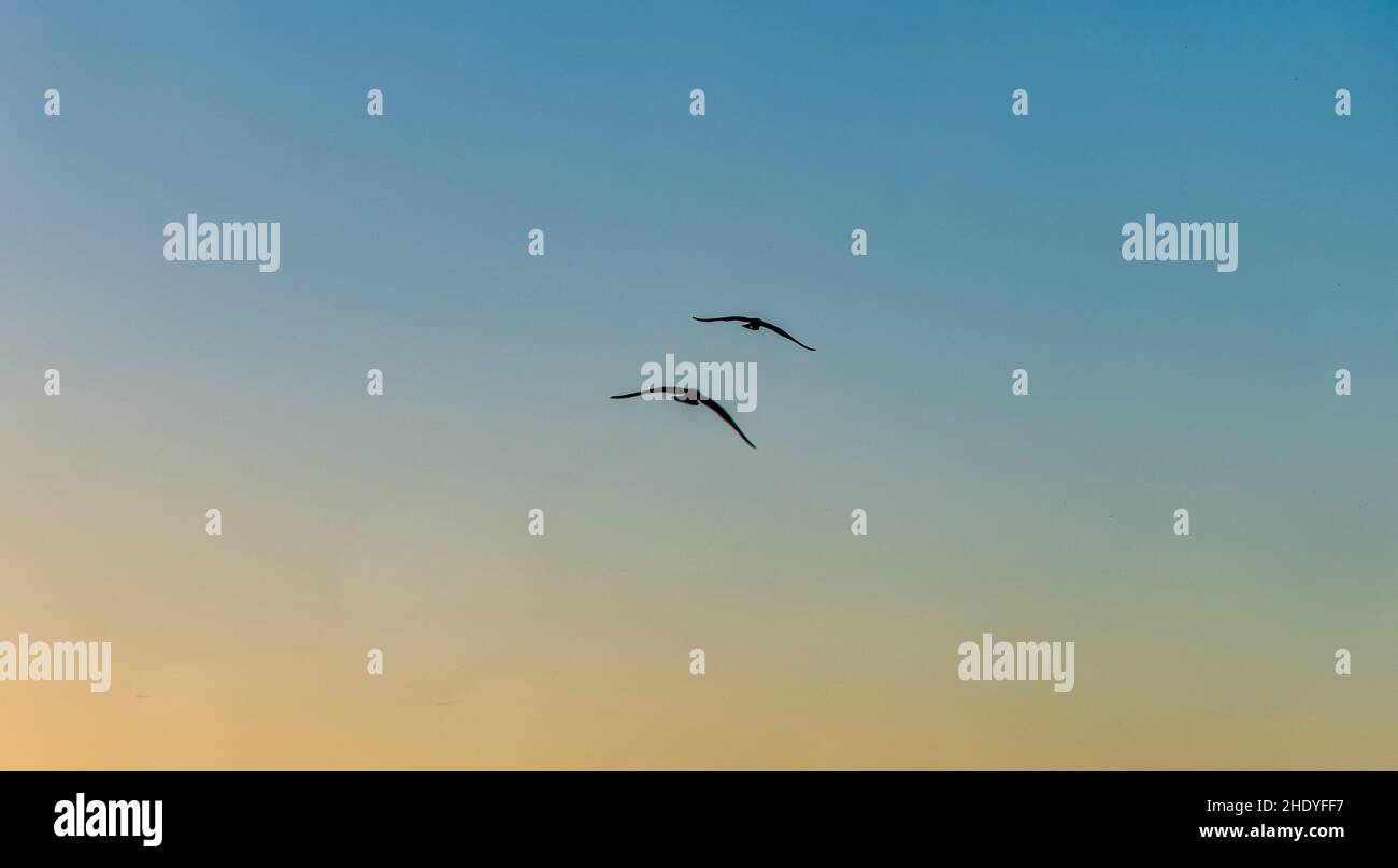 Flying silhouette hi-res stock photography and images - Alamy