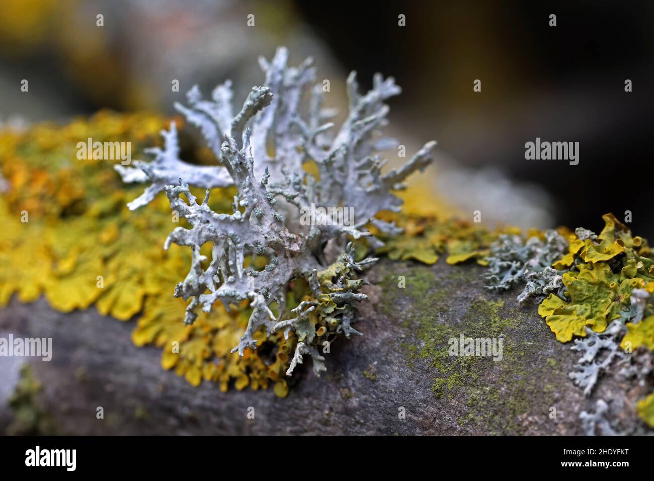 lichen, tree moss, lichens, mosses Stock Photo - Alamy