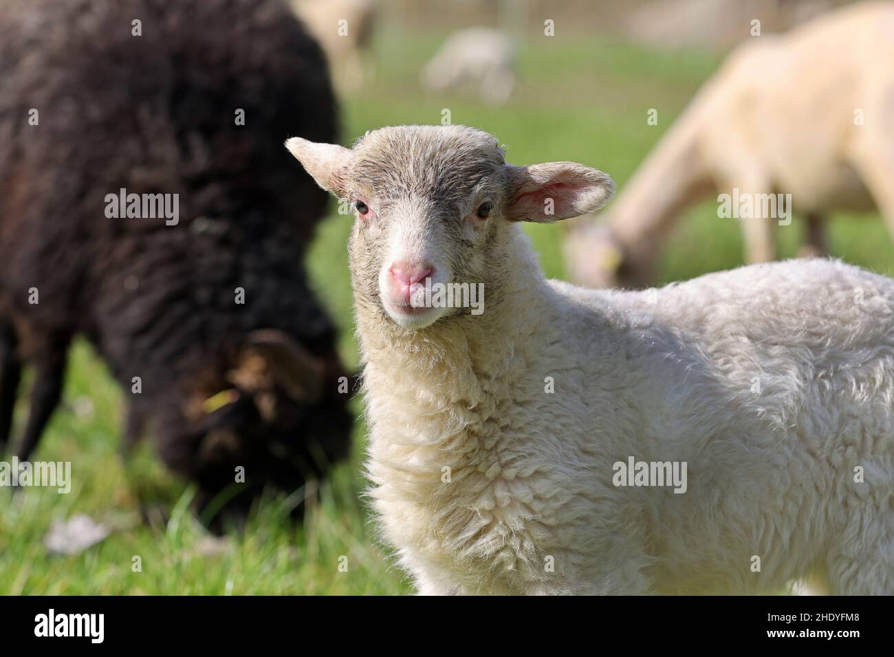 Lambkin hi-res stock photography and images - Alamy