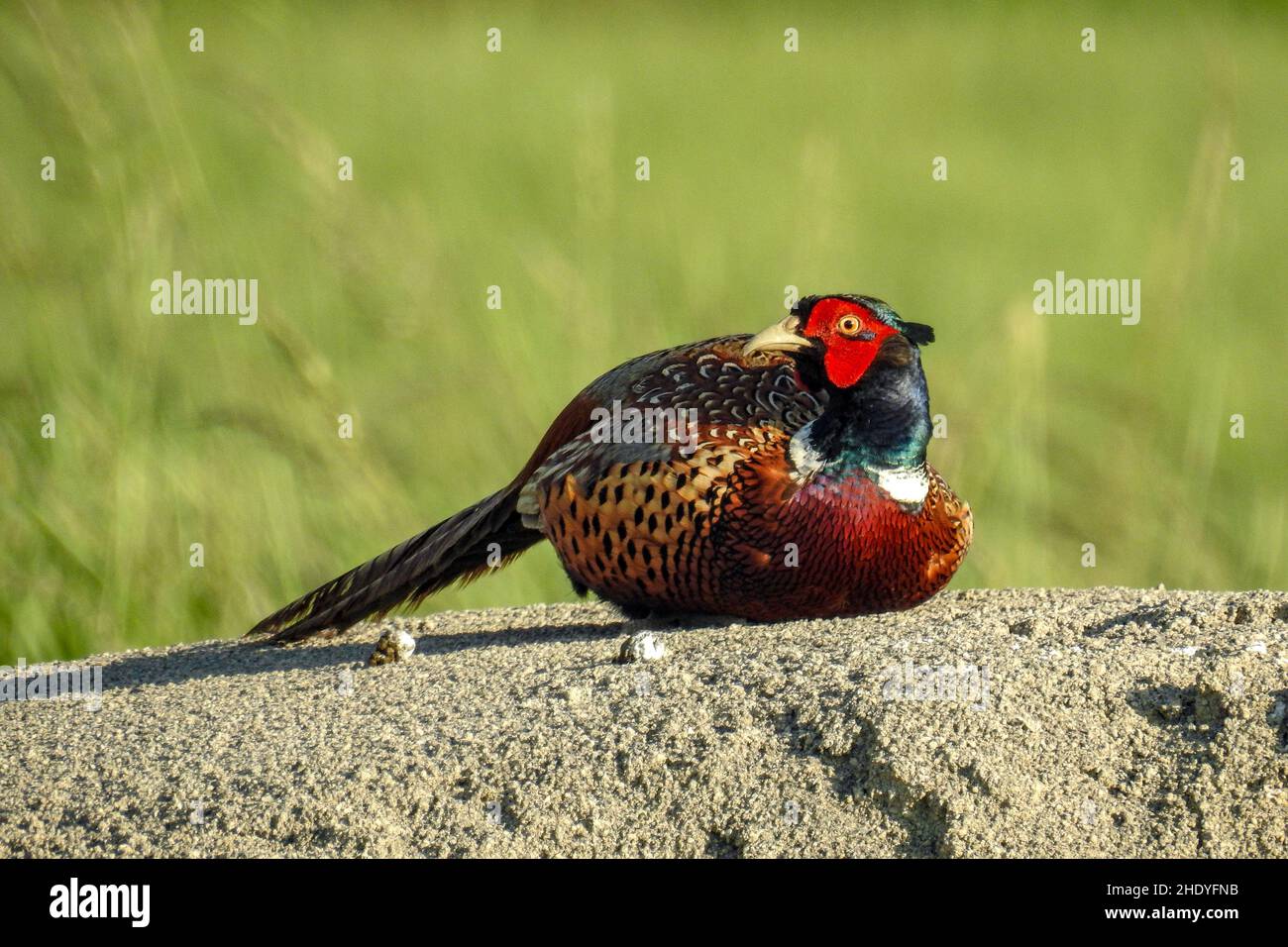 common pheasant, pheasants Stock Photo - Alamy