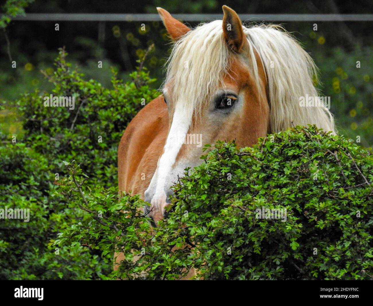horse, haflinger, horses, haflingers Stock Photo - Alamy