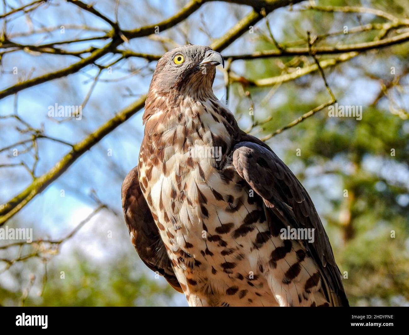 European honey buzzard Stock Photo - Alamy