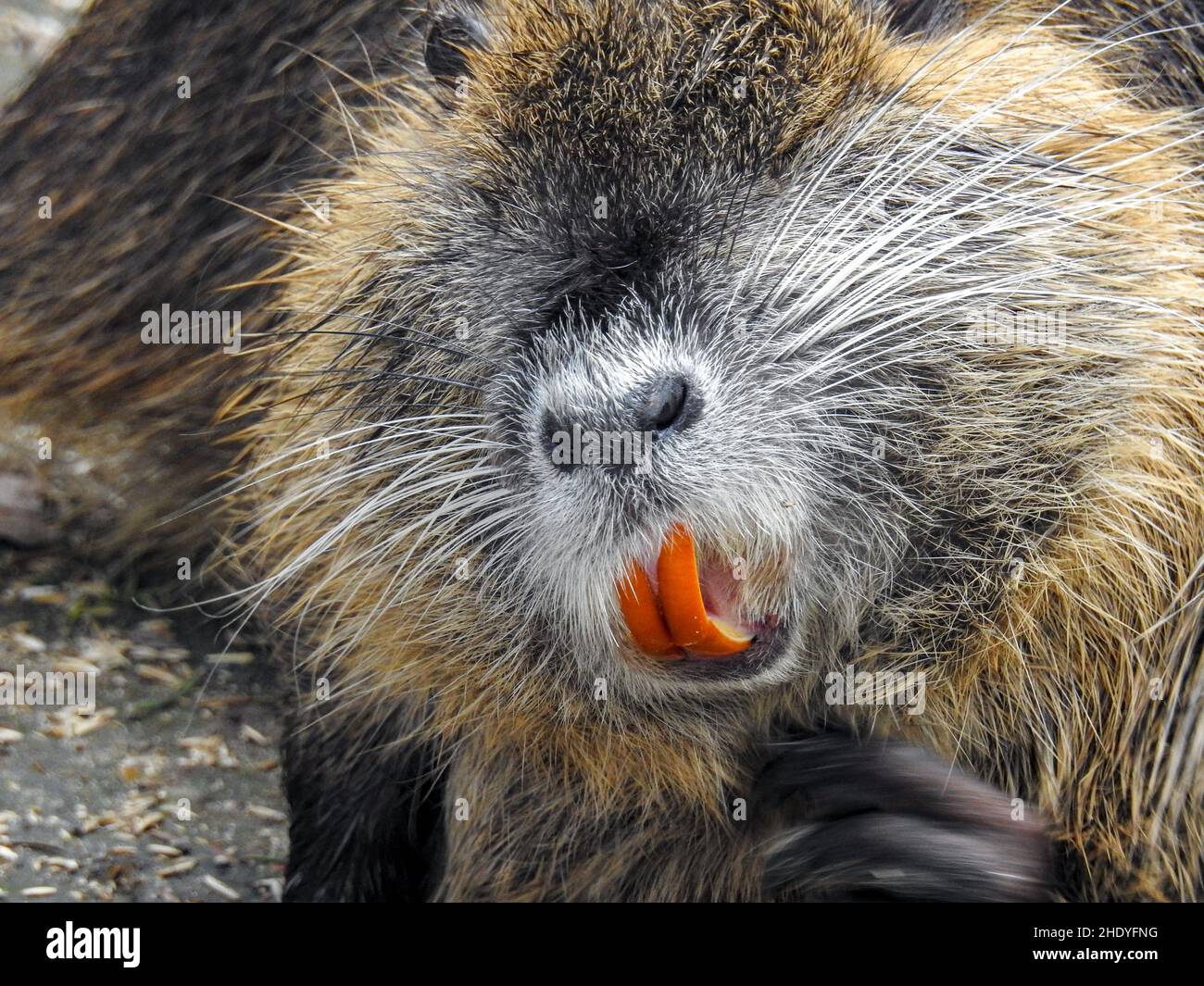 nutria, swamp beaver, coypu, nutrias Stock Photo - Alamy