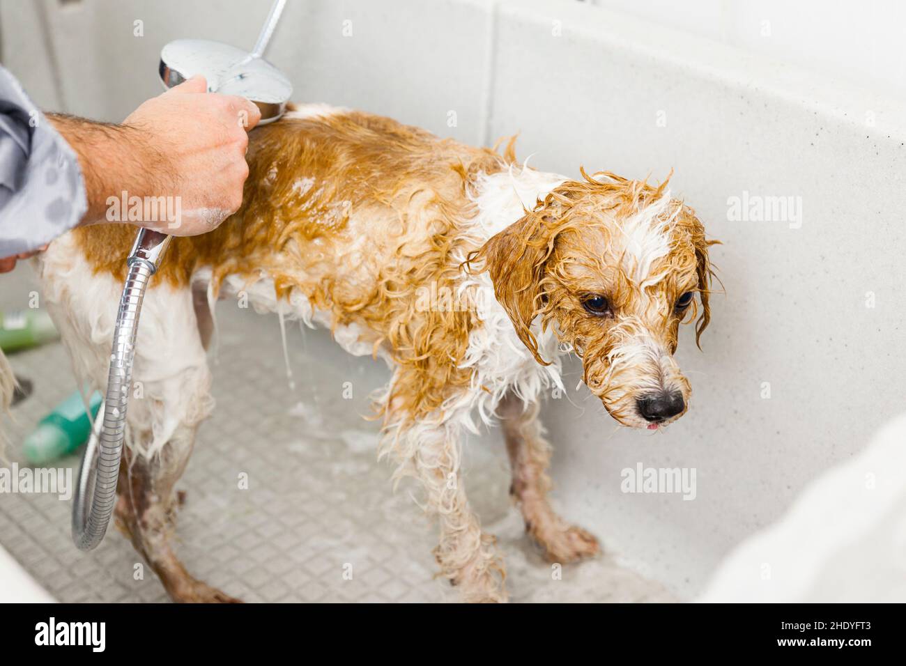 Washing dog hi-res stock photography and images - Alamy