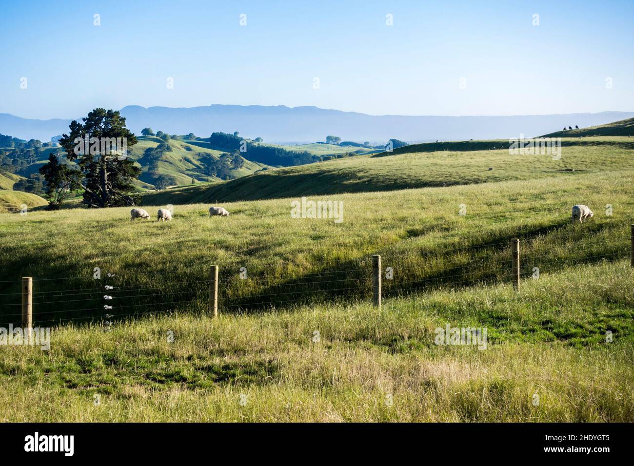 new zealand, sheep-run, new zealands, sheep-runs Stock Photo - Alamy