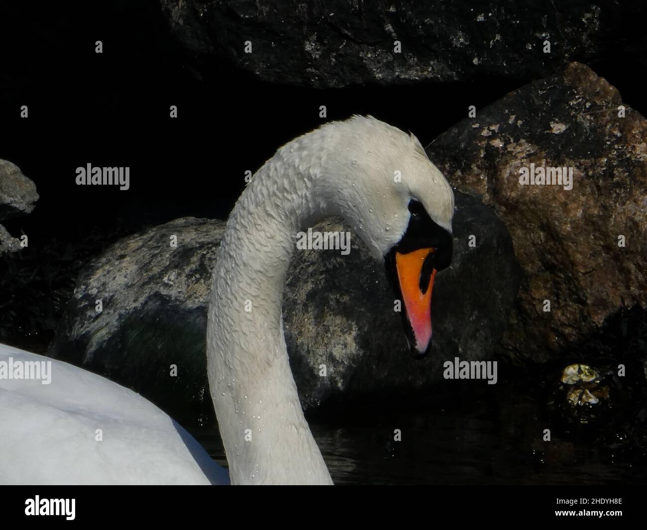 head of a swan on water with wet feathers Stock Photo - Alamy