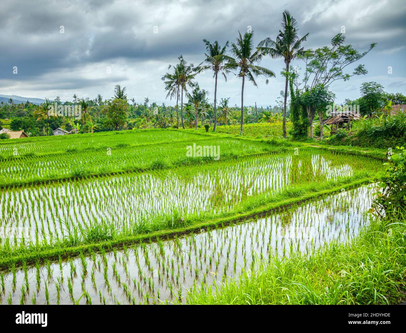 paddy, rice cultivation, paddies, rice paddy, rice cultivations Stock ...