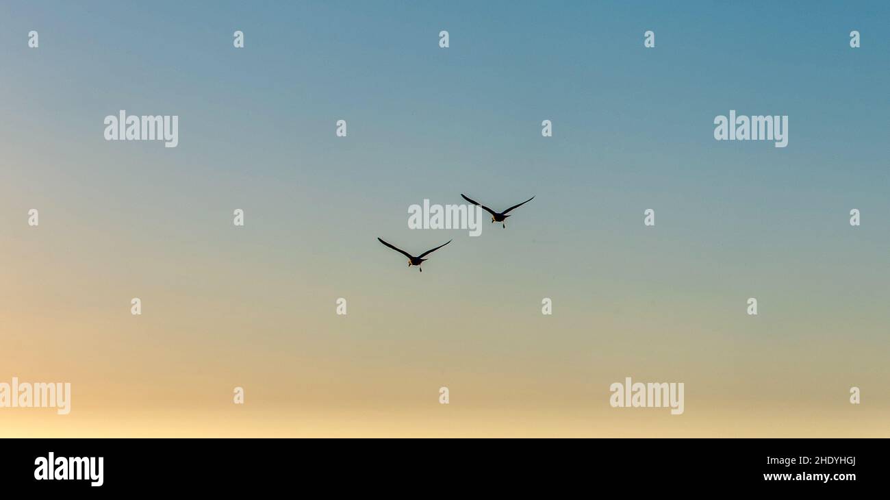 Flying silhouette hi-res stock photography and images - Alamy