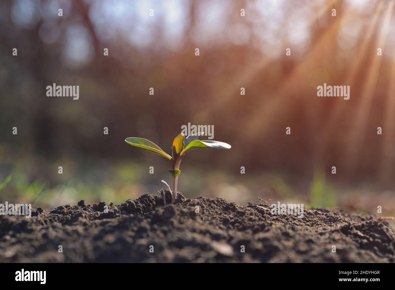 sunbeams, spring, seedling, sun beams, sun ray, sun rays, sunbeam ...