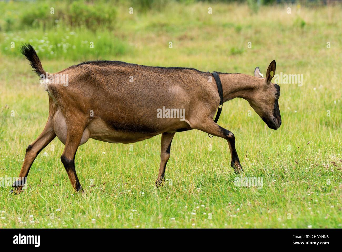 Ziege goat hi-res stock photography and images - Alamy