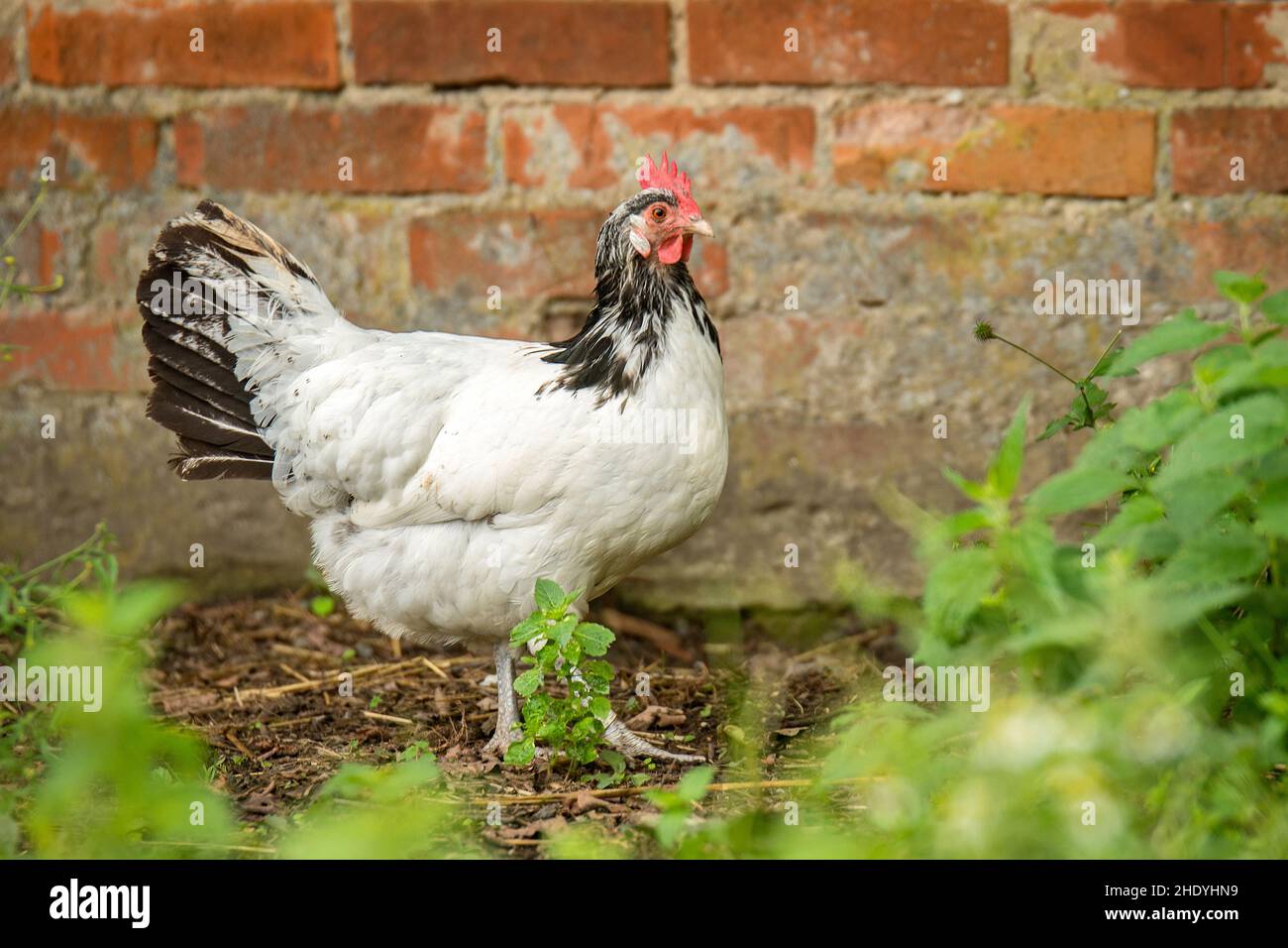 Huhn hi-res stock photography and images - Alamy