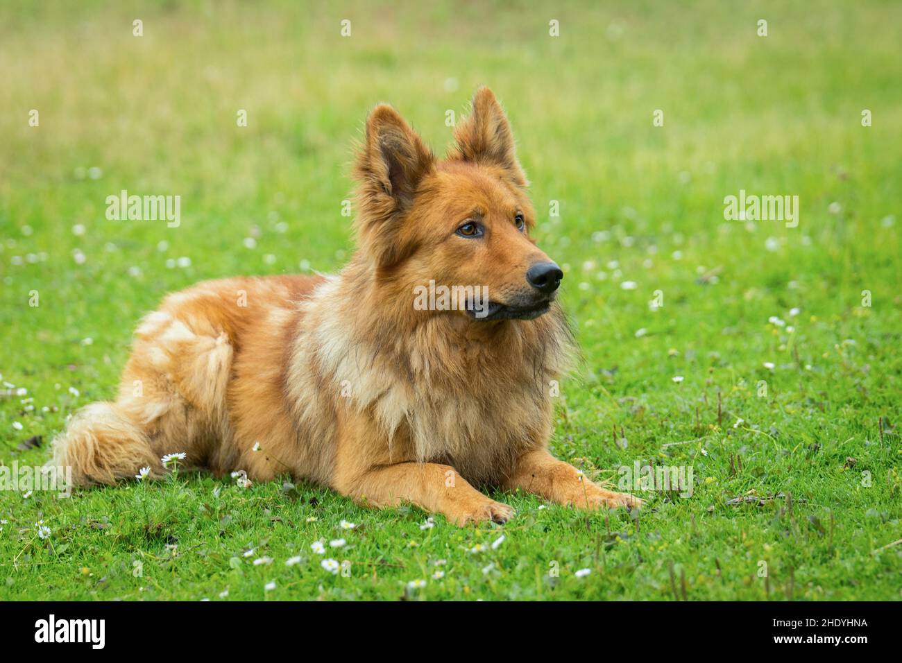 German fox hi-res stock photography and images - Alamy
