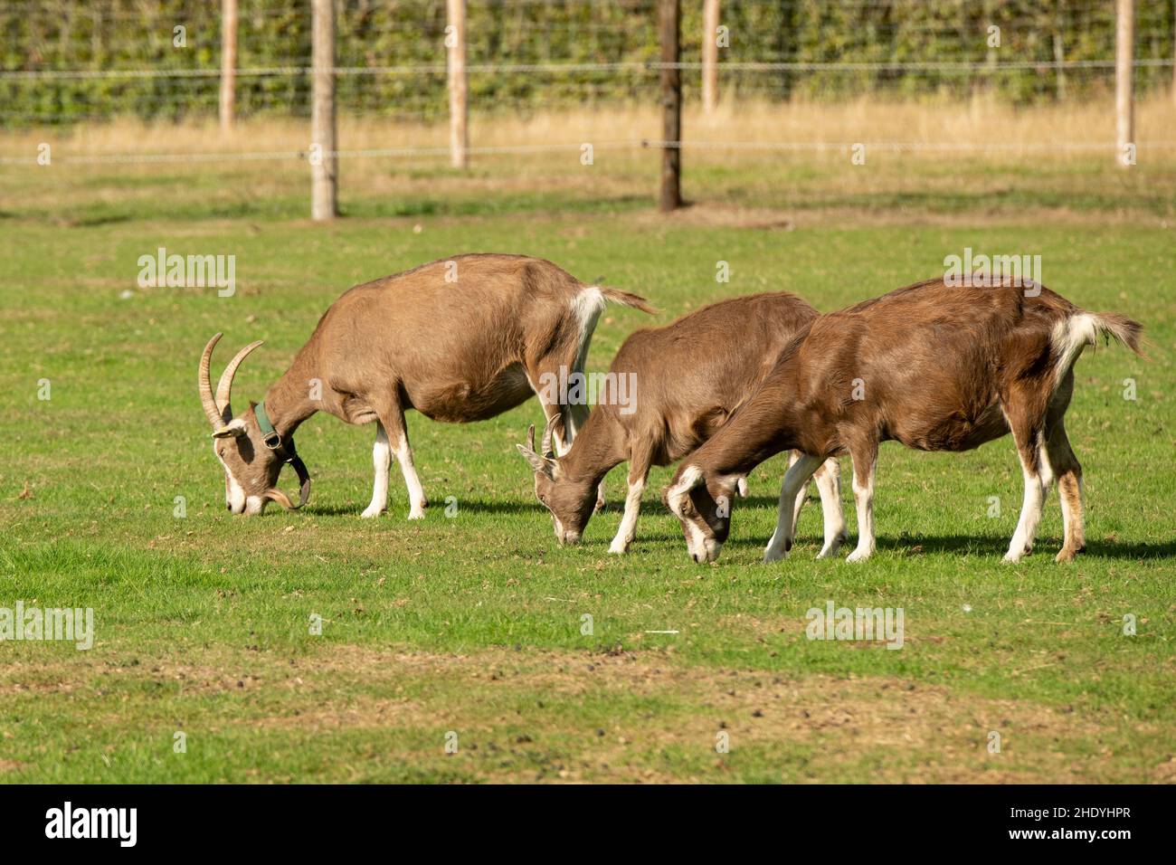 Thuringian goat hi-res stock photography and images - Alamy