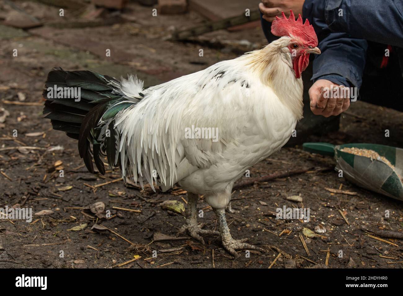 Person holding rooster hi-res stock photography and images - Alamy