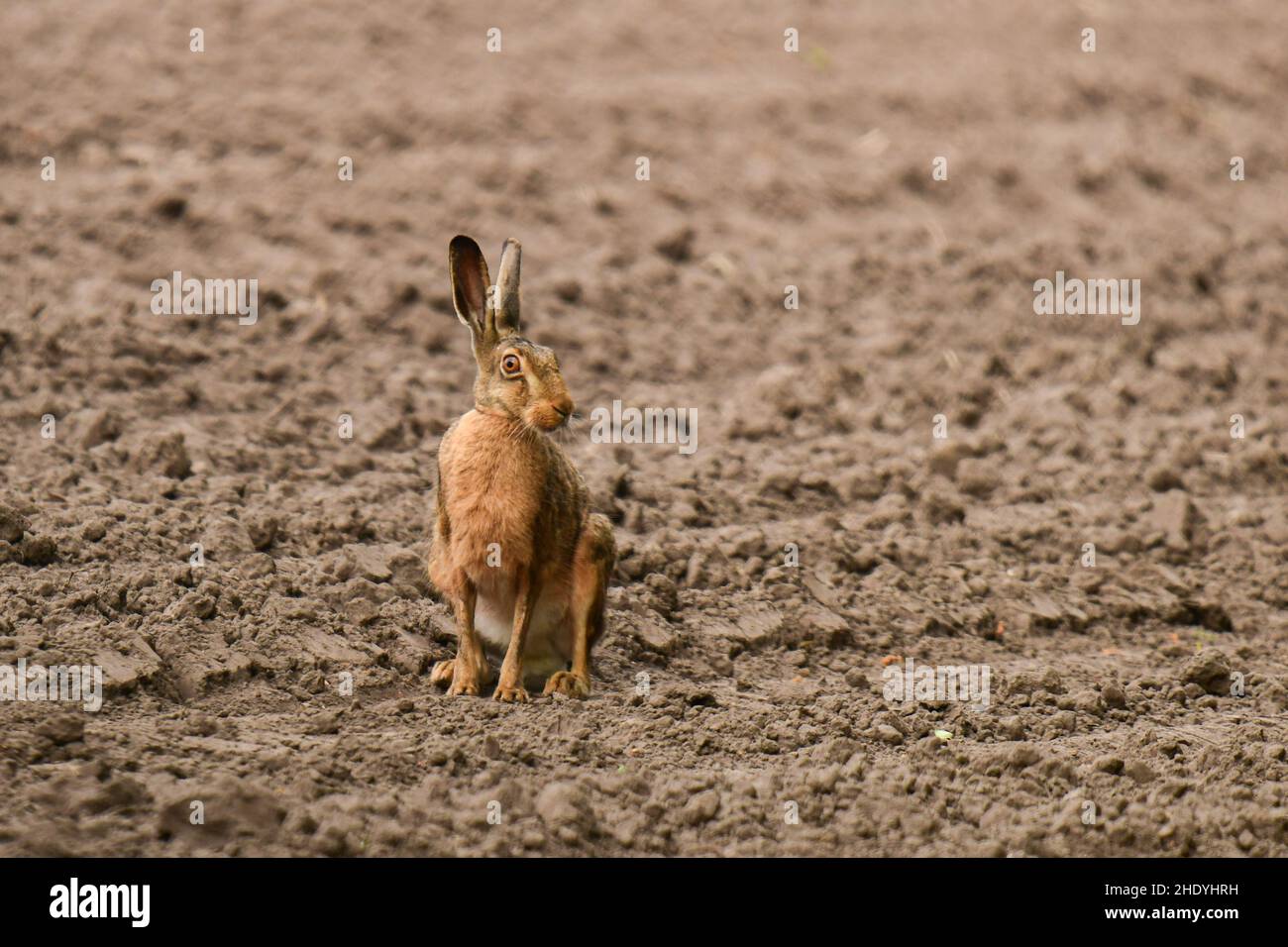 Rabbits and hares hi-res stock photography and images - Alamy